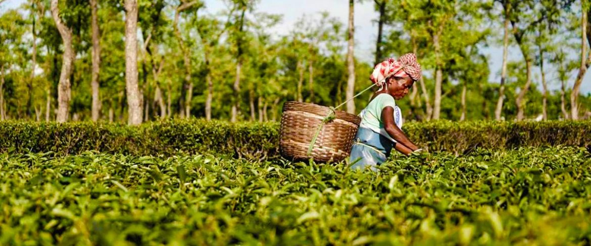 What is a Tea Flush? Seasons of Tea Harvest - Teabox