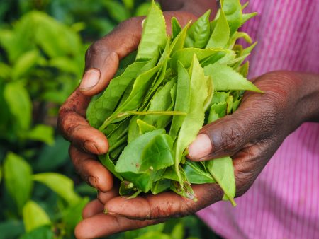 All About Assam Tea - Teabox