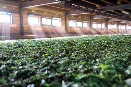 Tea Processing Steps: Tea Making And Manufacturing Process - Teabox