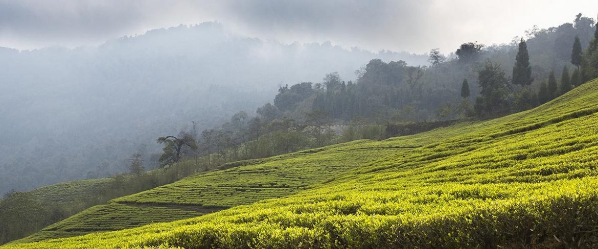 Temi Tea Garden in Sikkim - Teabox