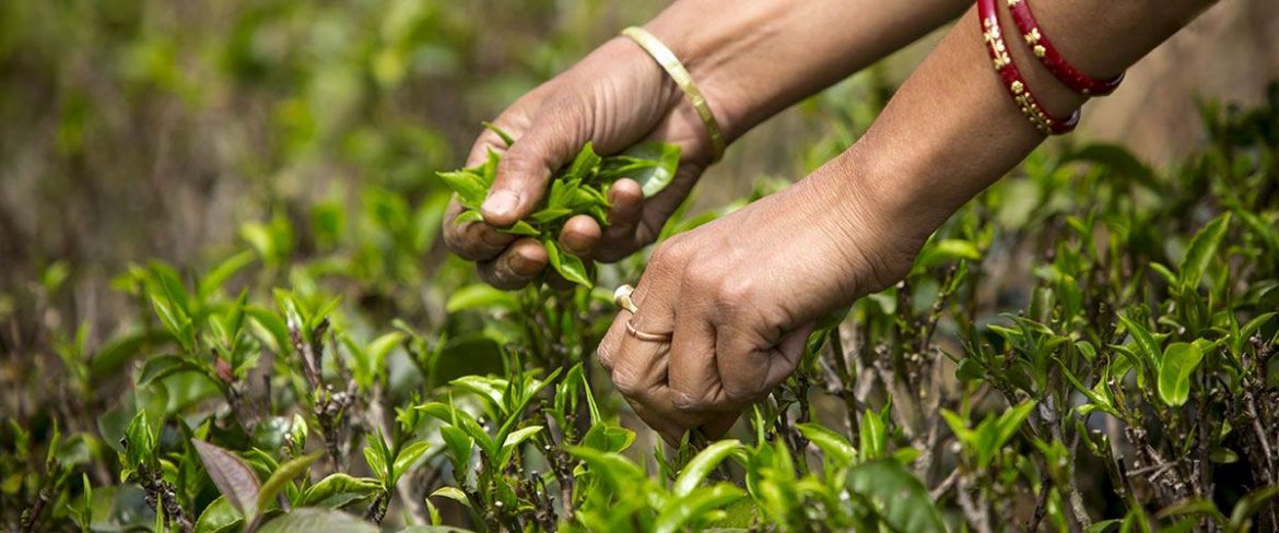 The Ultimate Guide to First Flush/Spring Teas - Teabox